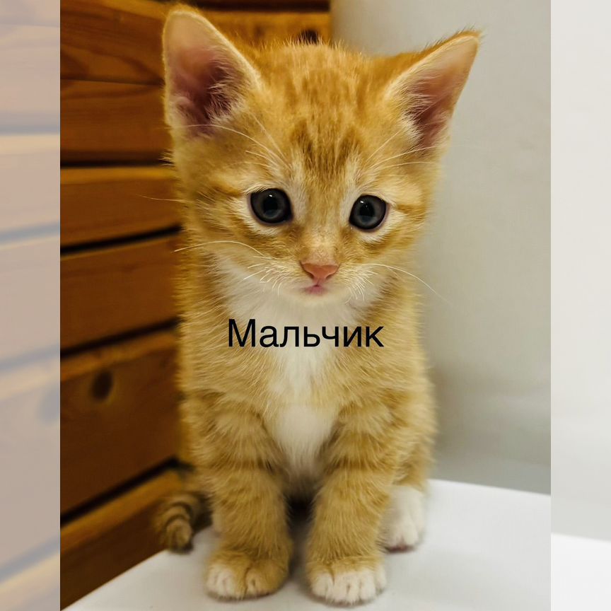Котята в добрые руки