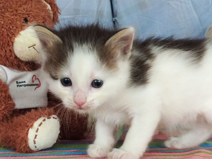 Котята Корм в Подаро