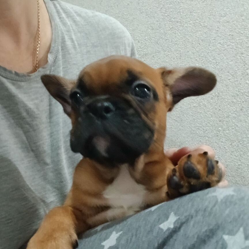 Шикарная девчуля