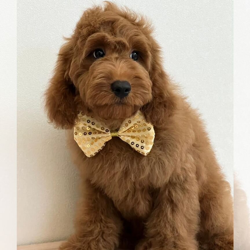 Кокапу, щенок