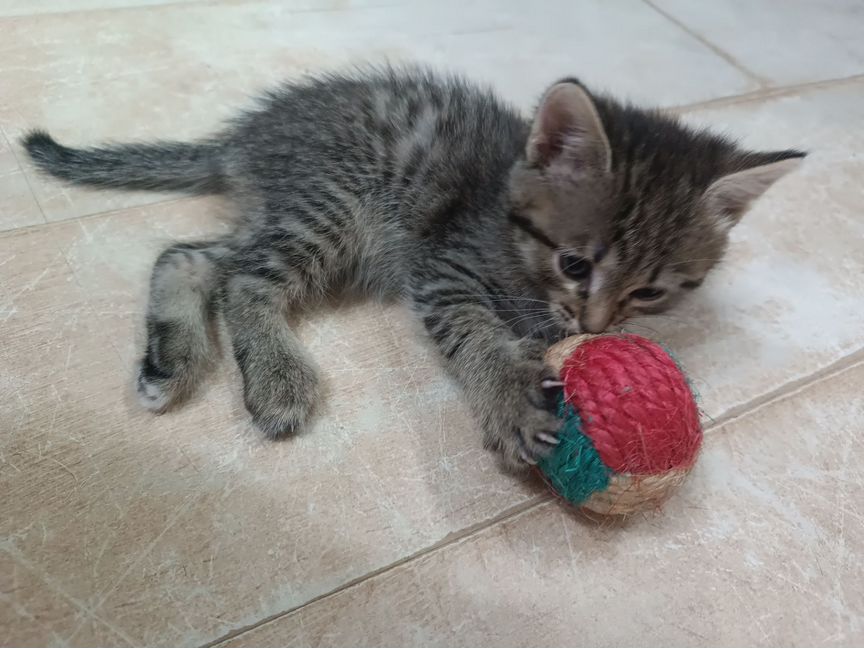 Кошки в добрые руки