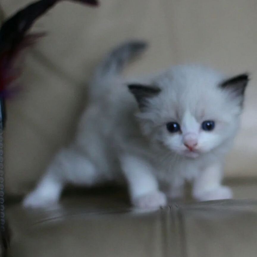 Рэгдолл котёнок