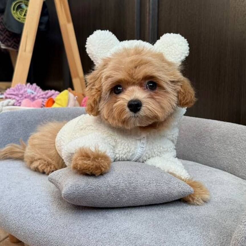 Мальтипу, щенок