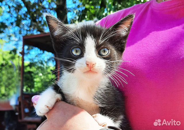 Котёнок Неженка