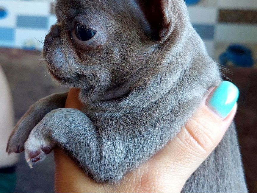 Лиловые куклы чихуахуа