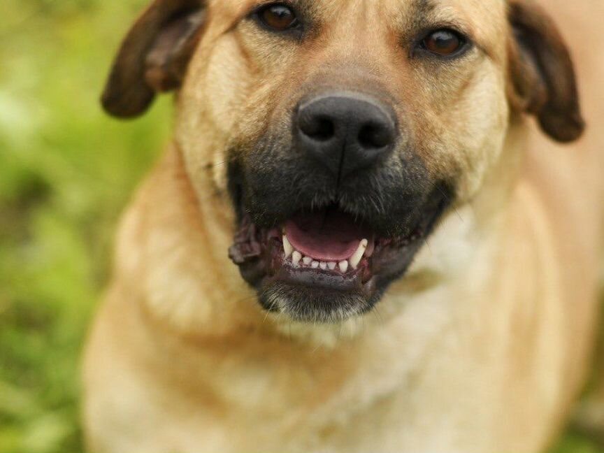 Собака метис бултмастив в добрые руки