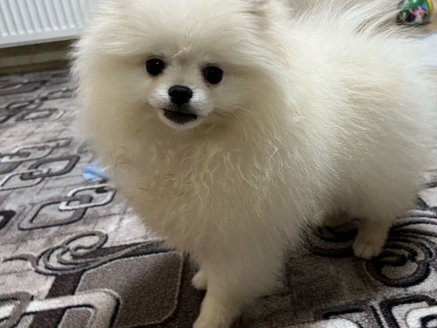 Померанский шпиц