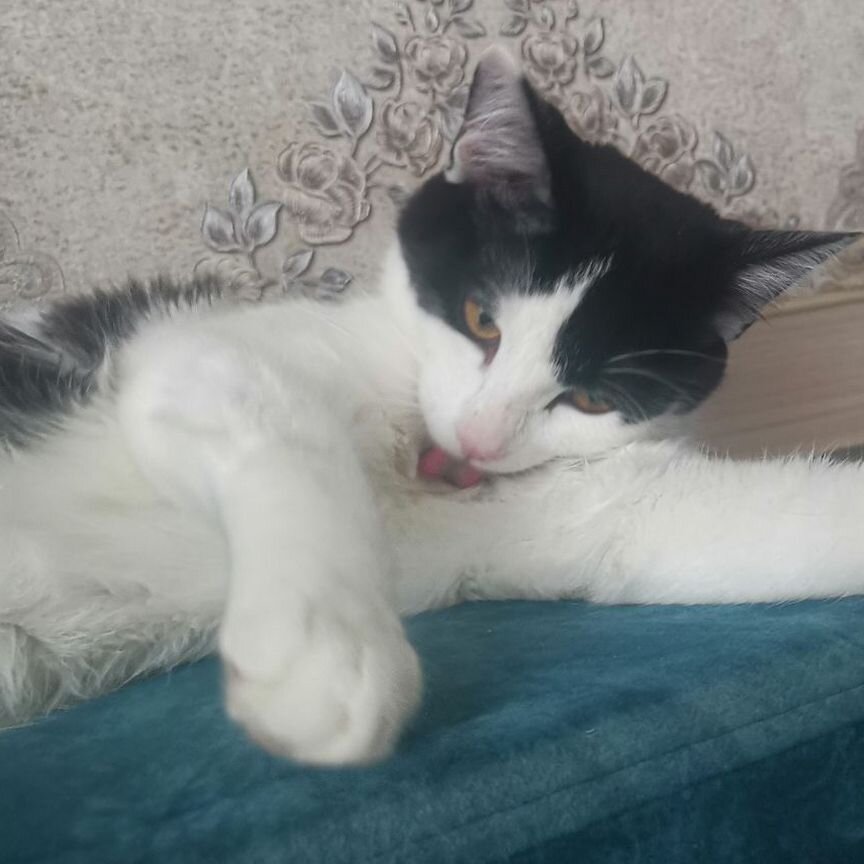 Канадский сфинкс котёнок