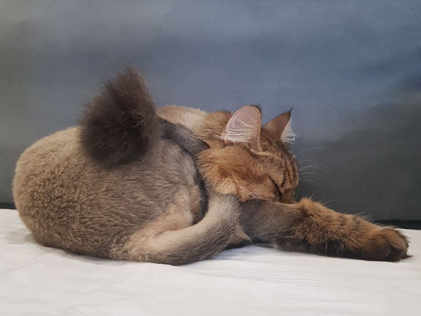 Сомалийский Кот