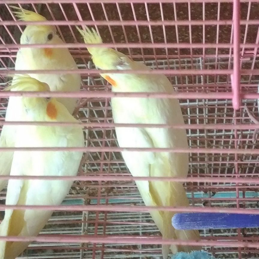 Попугаи кореллы