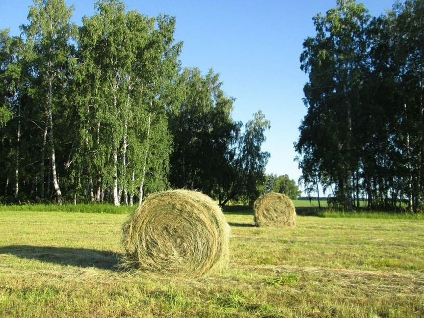 Сено в тюках