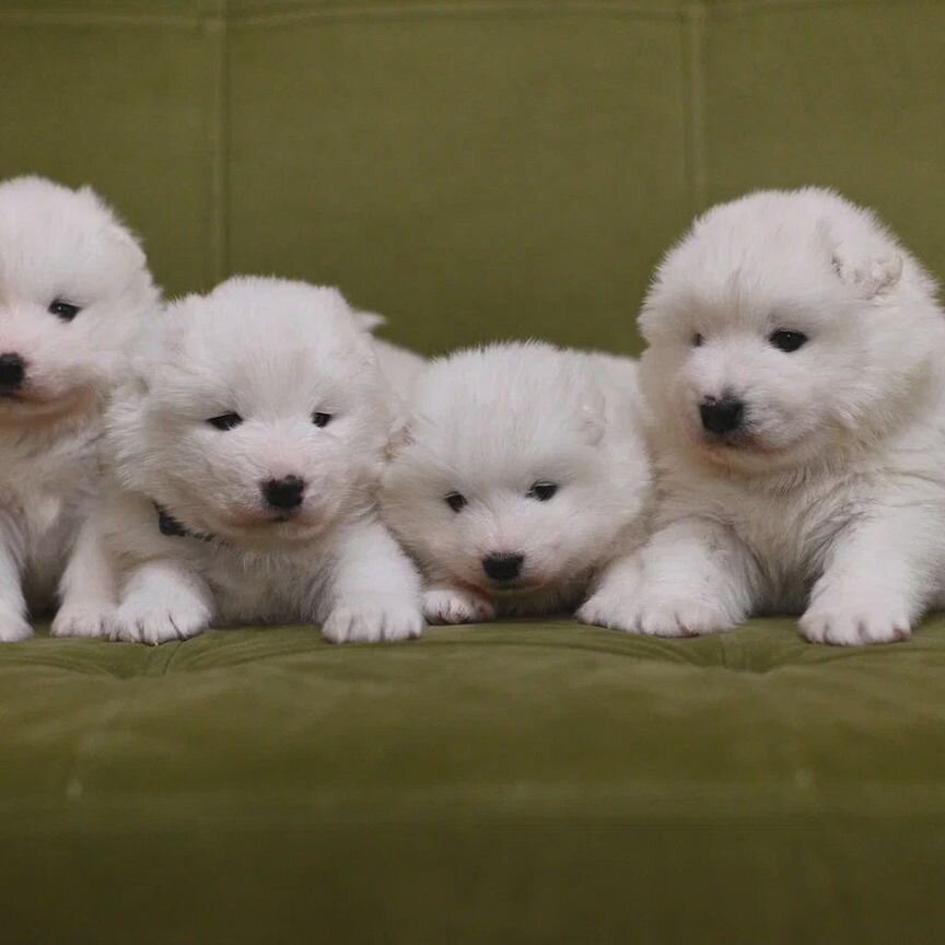 Щенки самоеда