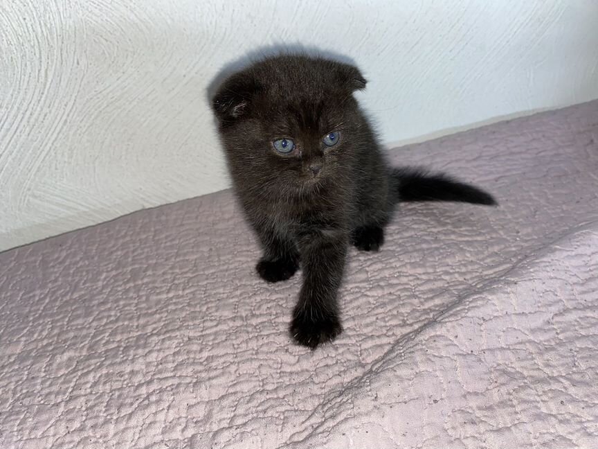 Шотландские котята