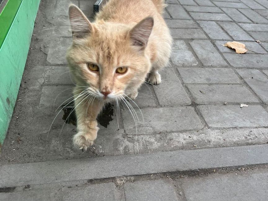 Самый добрый и ласковый котейка