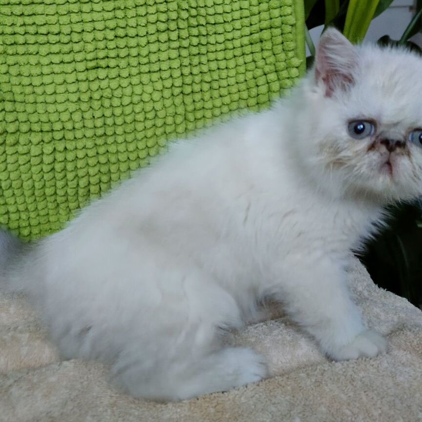 Экзот короткошерстный Блю поинт