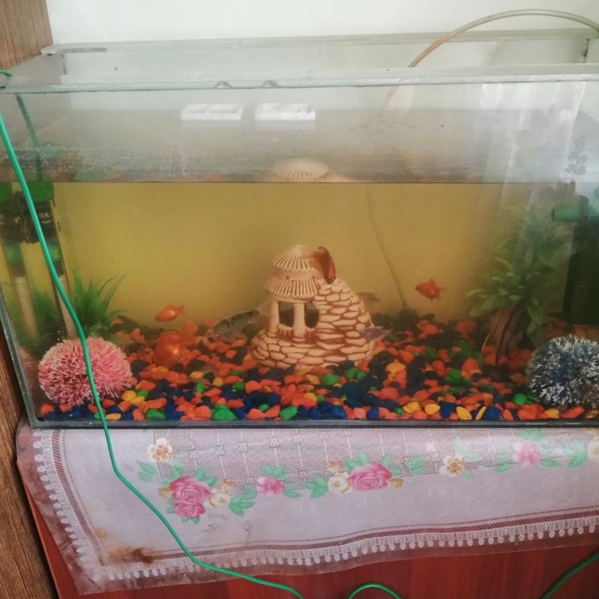 Аквариум с рыбками