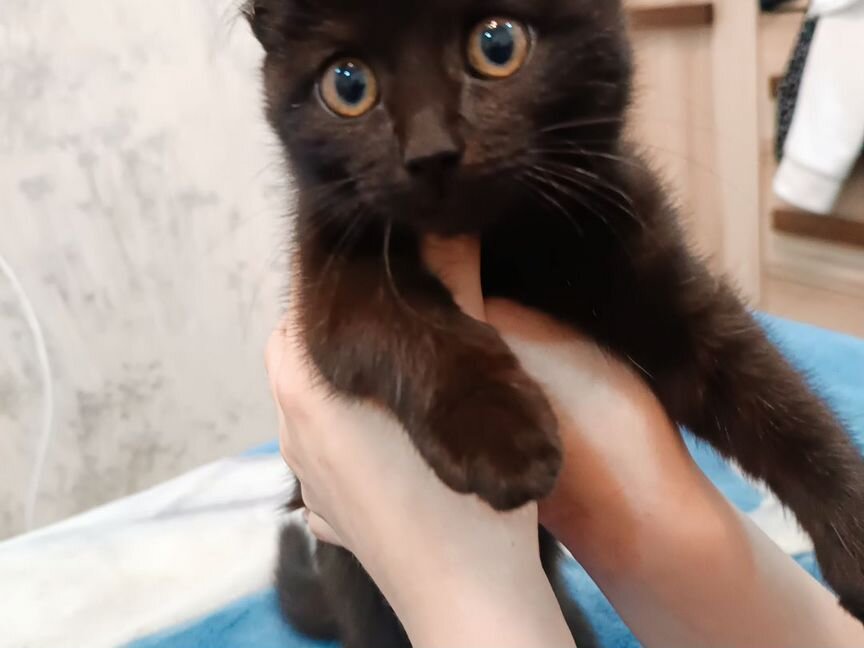 Кошка в дар бесплатно