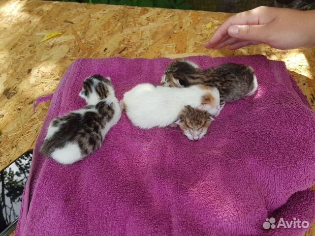 Котята в дар помогите им выжить