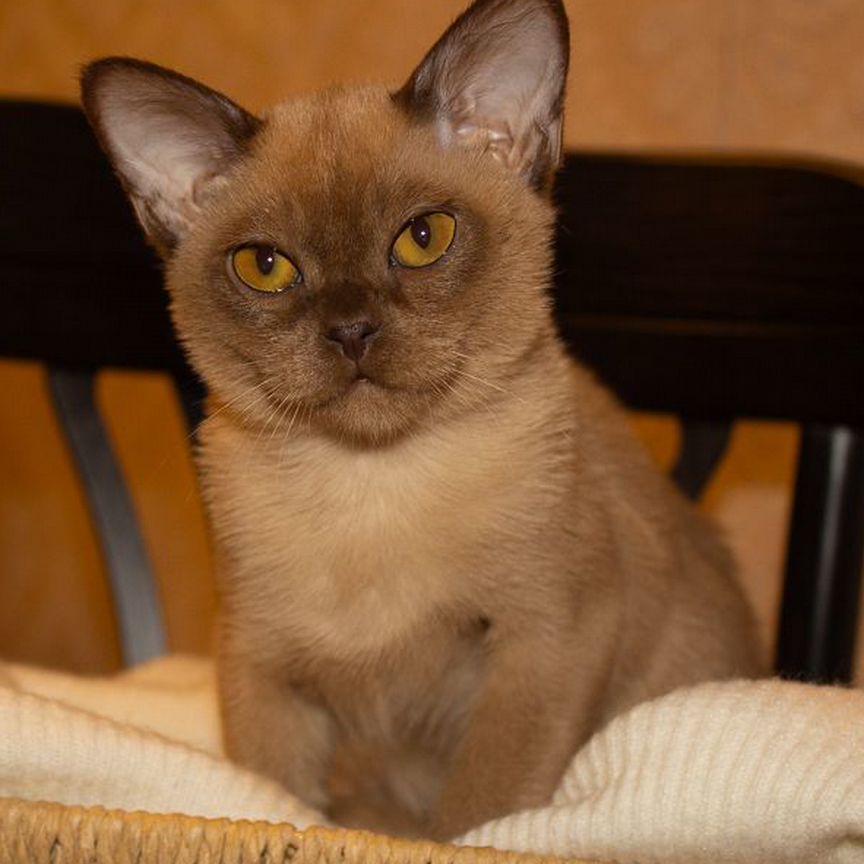 Европейский бурманский котёнок