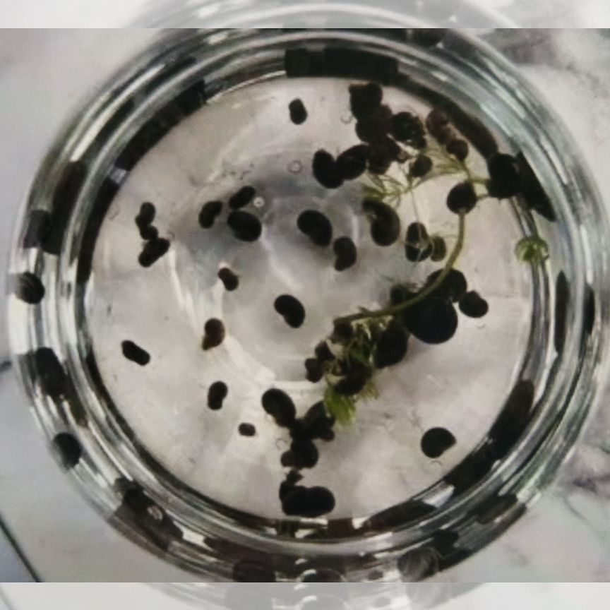 Улитки катушки