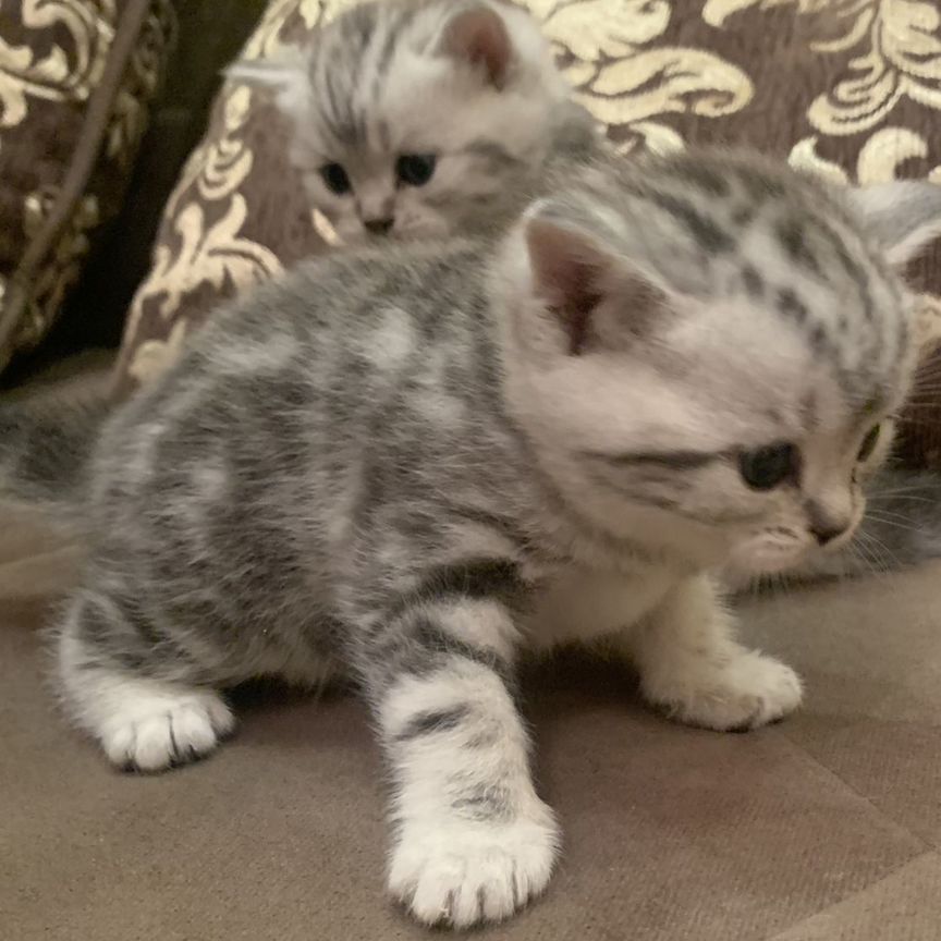 Шотландский вислоухий короткошёрстный котёнок