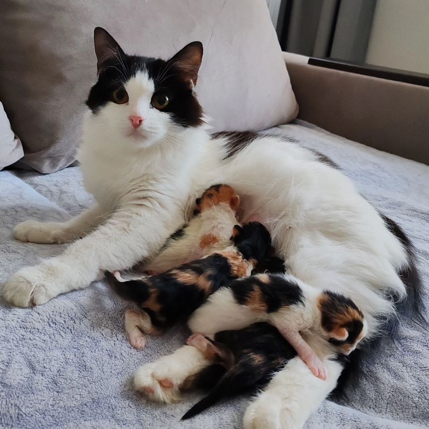 Отдаю котят бесплатно