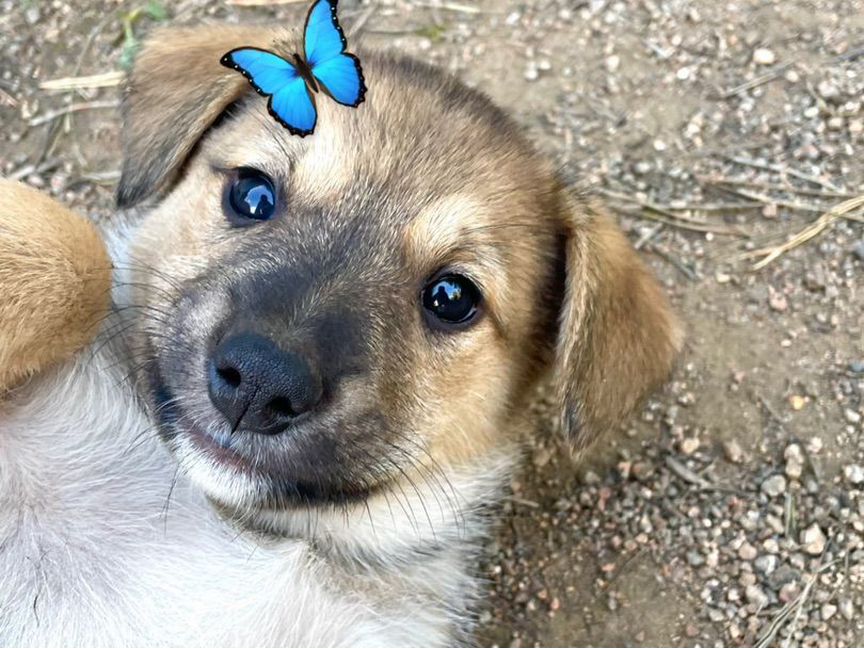 Классные щеночки