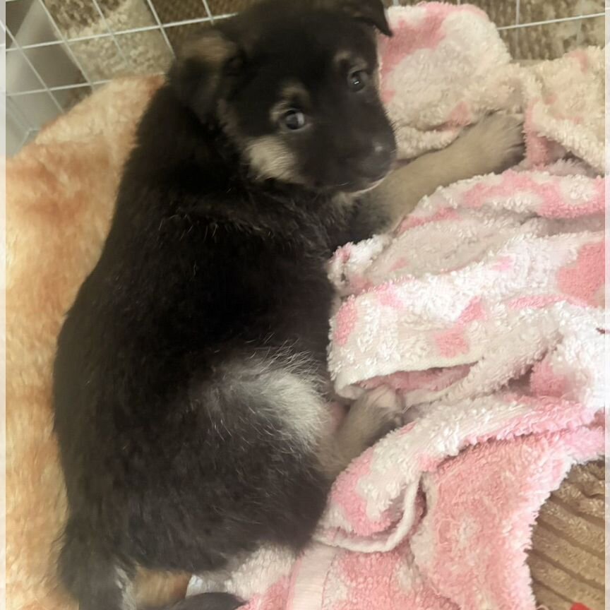 Немецкая овчарка, щенок