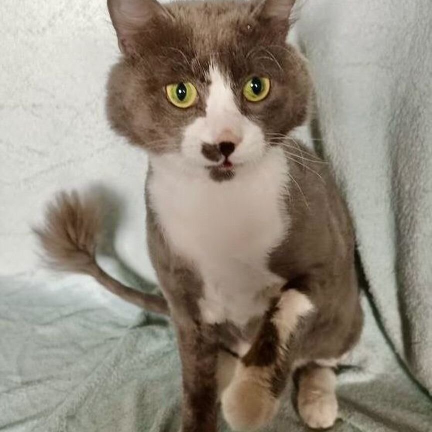 Взрослая кошка в добрые руки