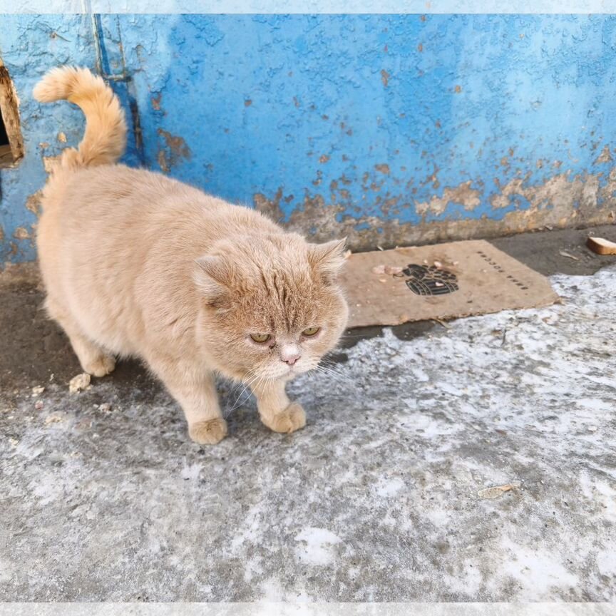 Взрослый кот в добрые руки