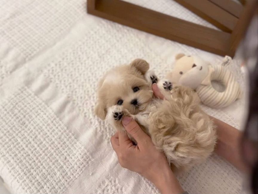 Мальтипу мини Ф один