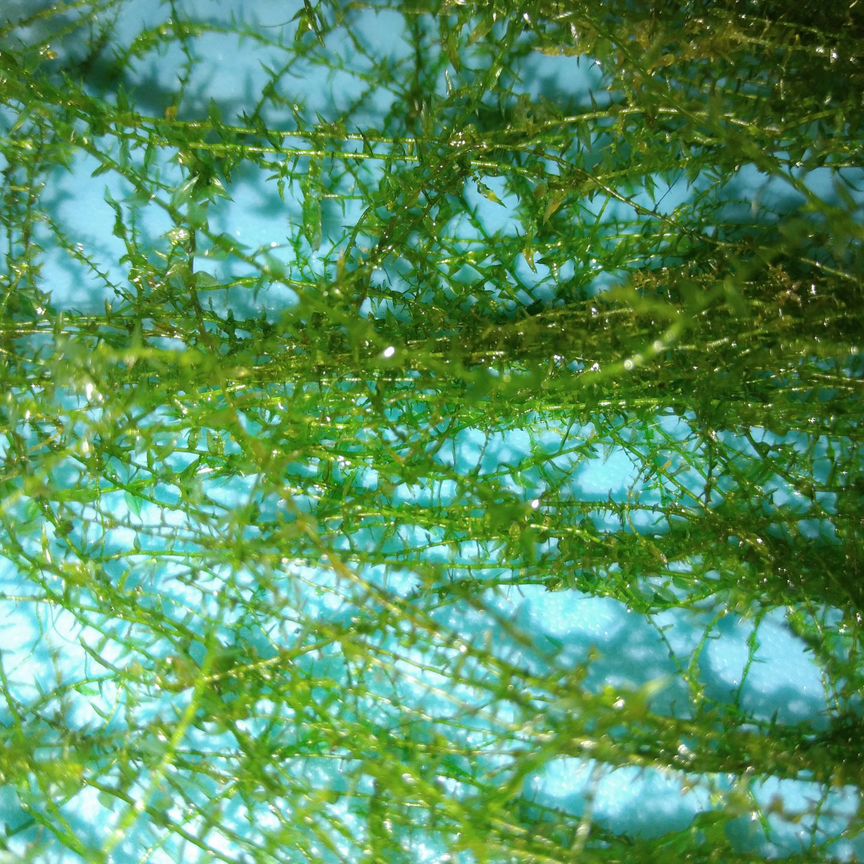 Мох Бабл (Moss sp. Bubble) в аквариум