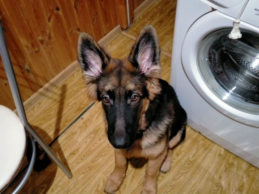 Щенок немецкой овчарки