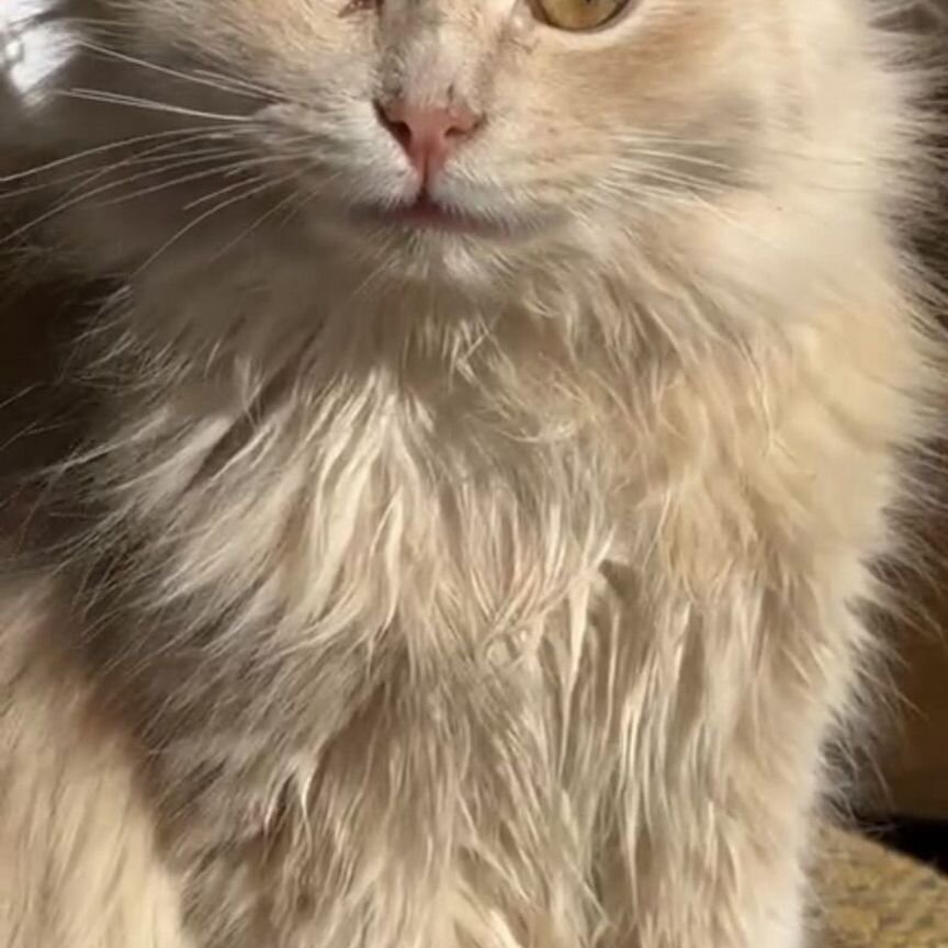 Котенок в добрые руки Минеральные Воды-Пятигорск