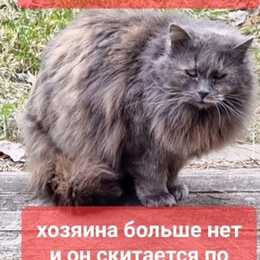Норвежский лесной, взрослый кот