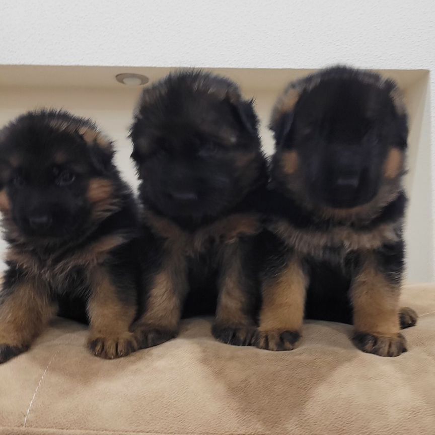 Немецкая овчарка, щенок