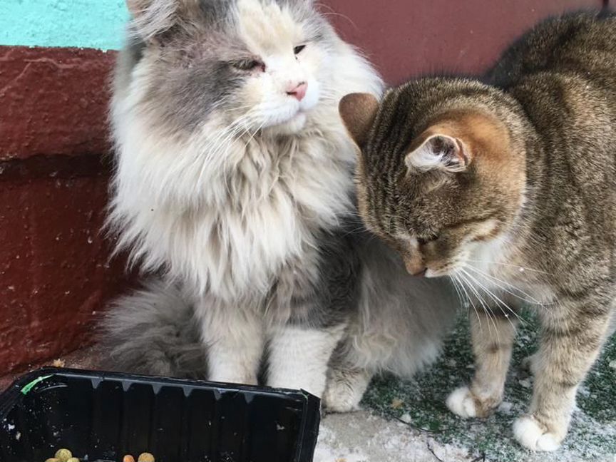 Котику очень плохо на улице