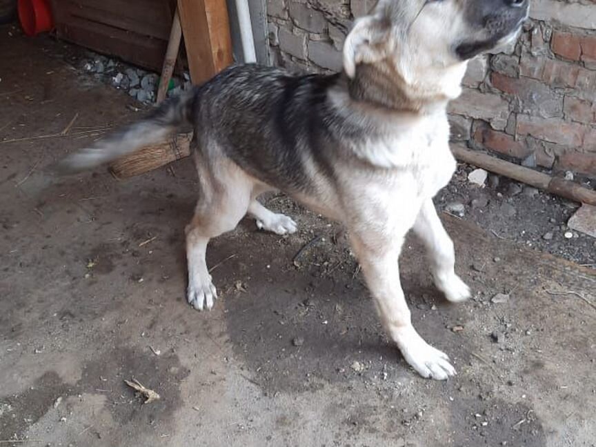 Собака в добрые руки отдам бесплатно