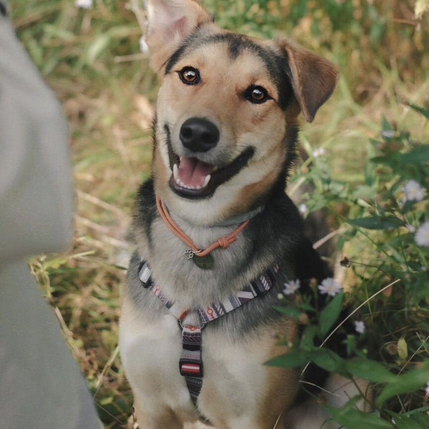 Сдали домашнего мальчика в приют