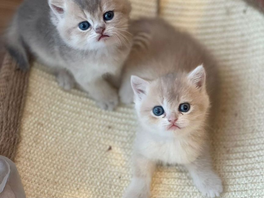 Британские котята