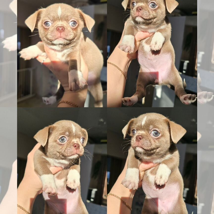 Чихуахуа, щенок