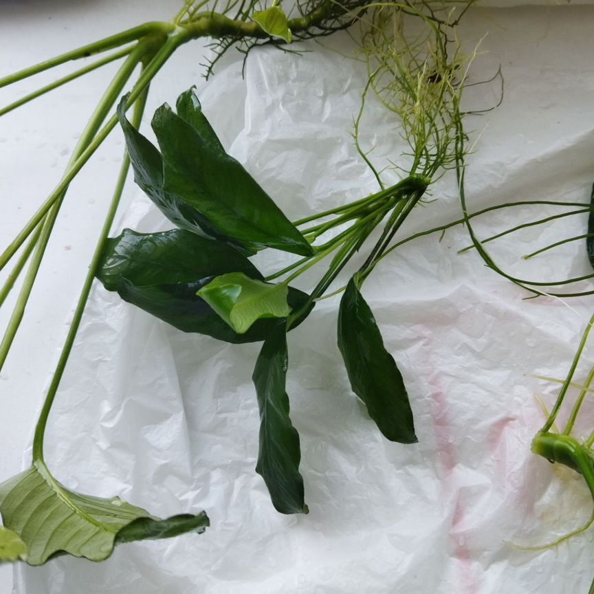 Аквариумные растения анубиас