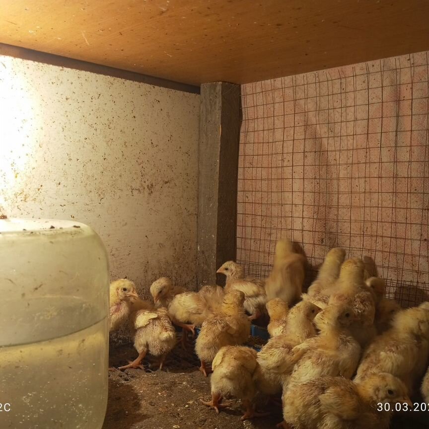 Продам цыплят