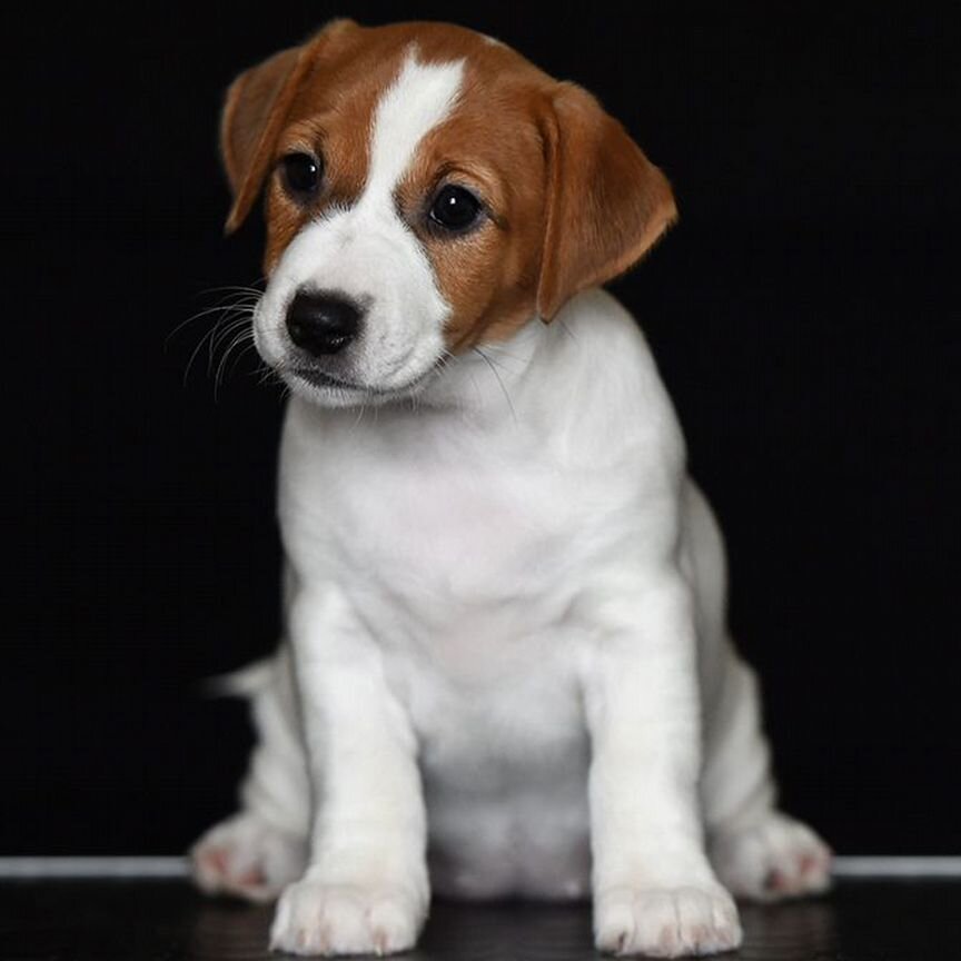 Щенки Джек Рассел терьера