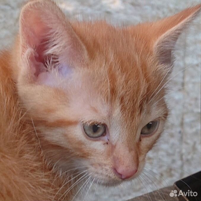Котёночек в вашу семью