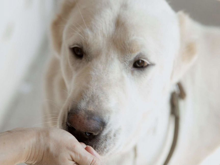 Алабай Норд в добрые руки бесплатно