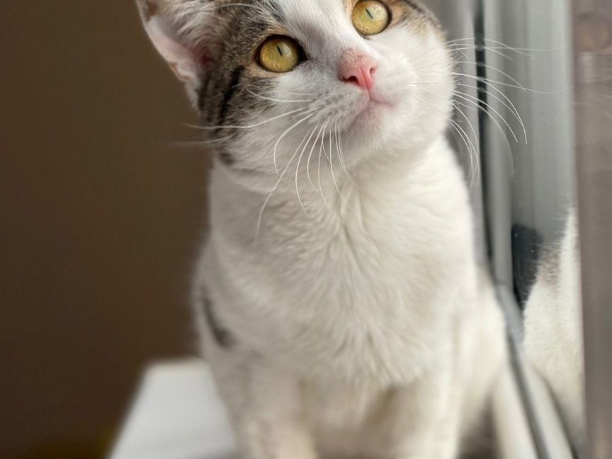 Кот в добрые руки