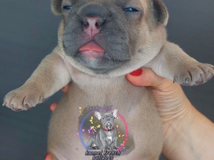 Французкий бульдог голубой