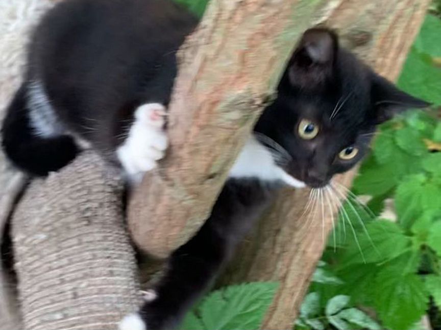 Микро коты