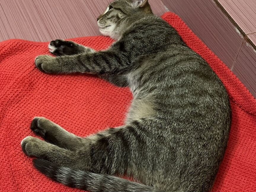 Котята в добрые руки даром